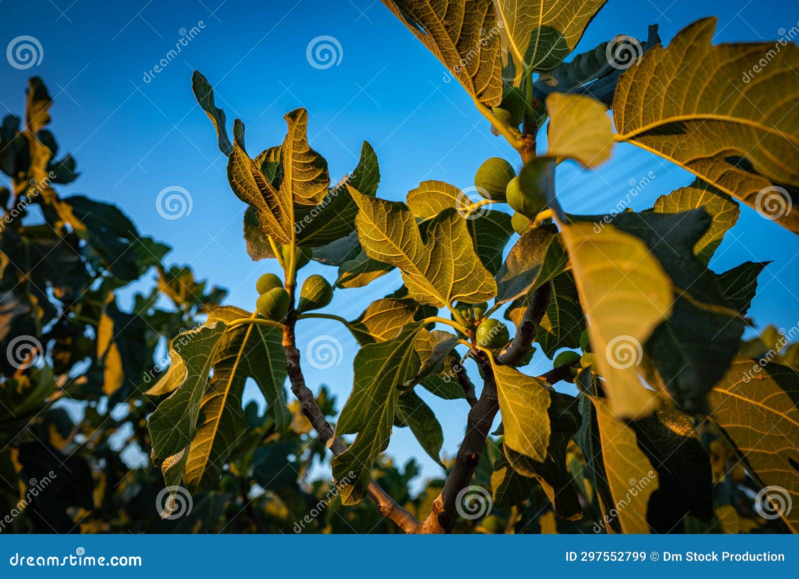 Tree with fig fruits stock image. Image of leaf, ripe - 297552799