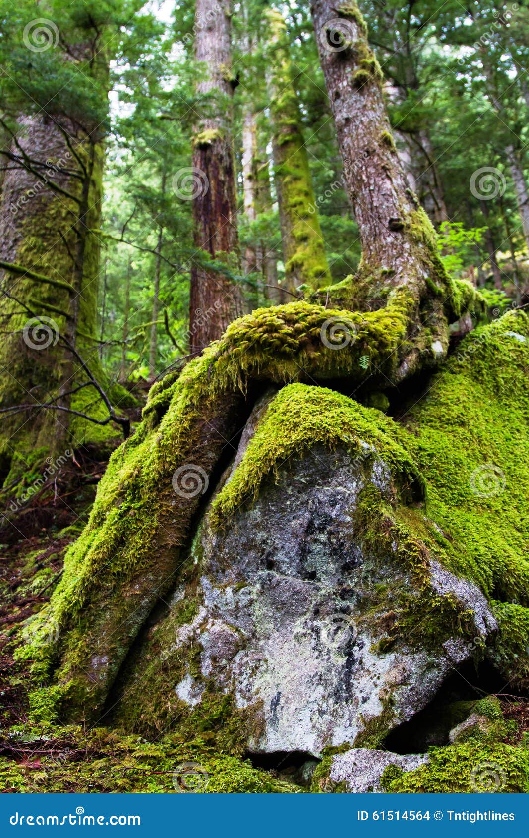 Tree Fighting for Life stock photo. Image of life, washington - 61514564