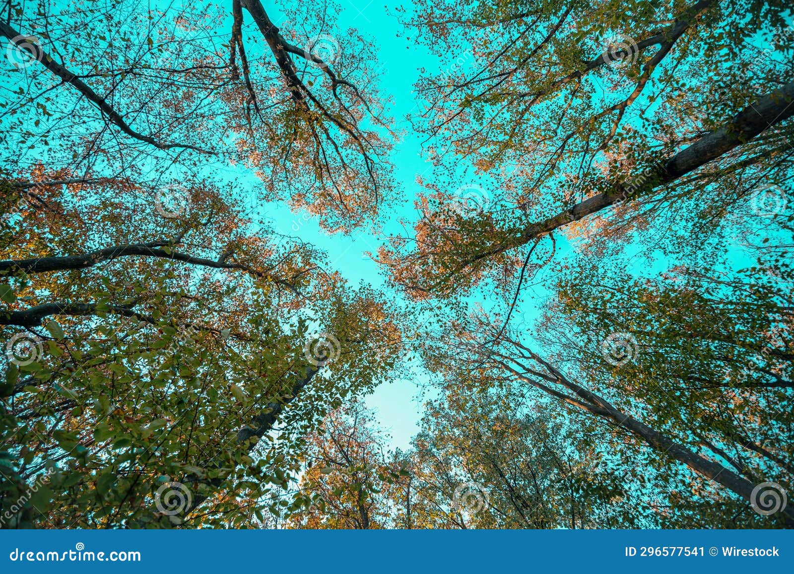 Tree-filled Landscape in the Fall Season Stock Image - Image of golden ...