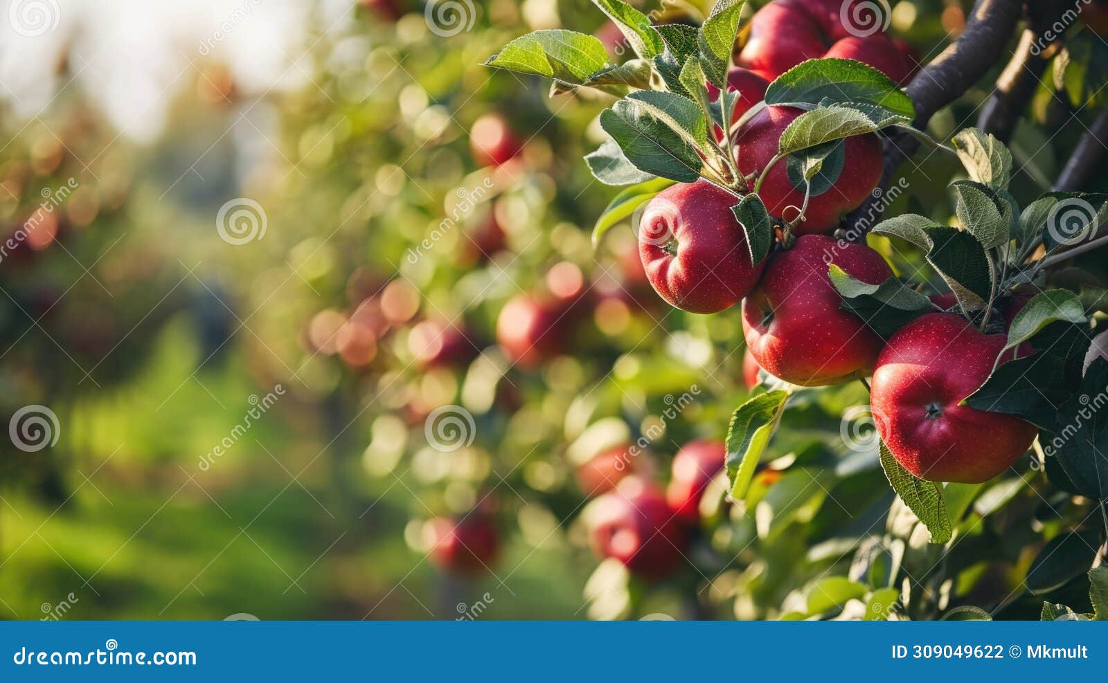 A Bountiful Tree Filled with Crimson Apples Stock Photo - Image of ...