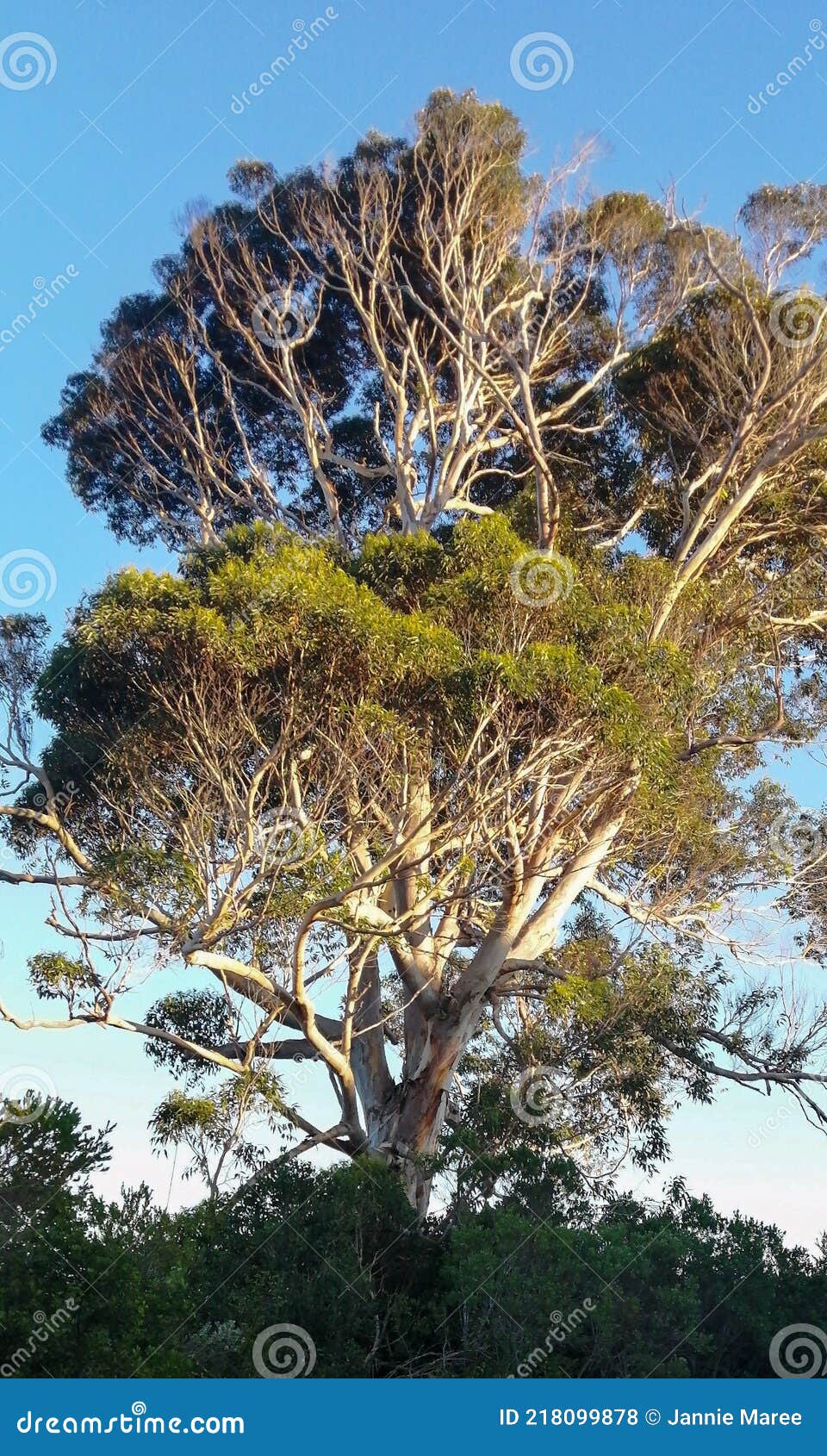 Tree filled with sunshine stock photo. Image of savanna - 218099878