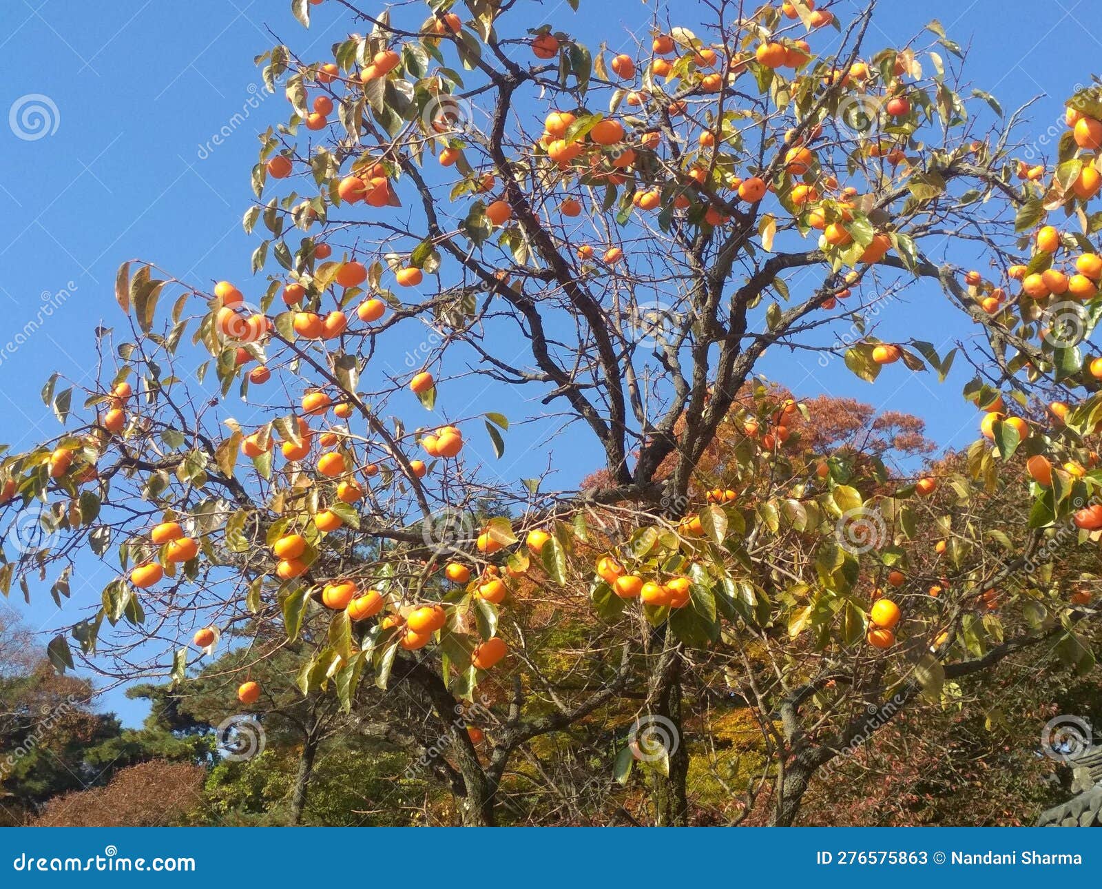 Tree Filled With Crows Royalty-Free Stock Image | CartoonDealer.com ...