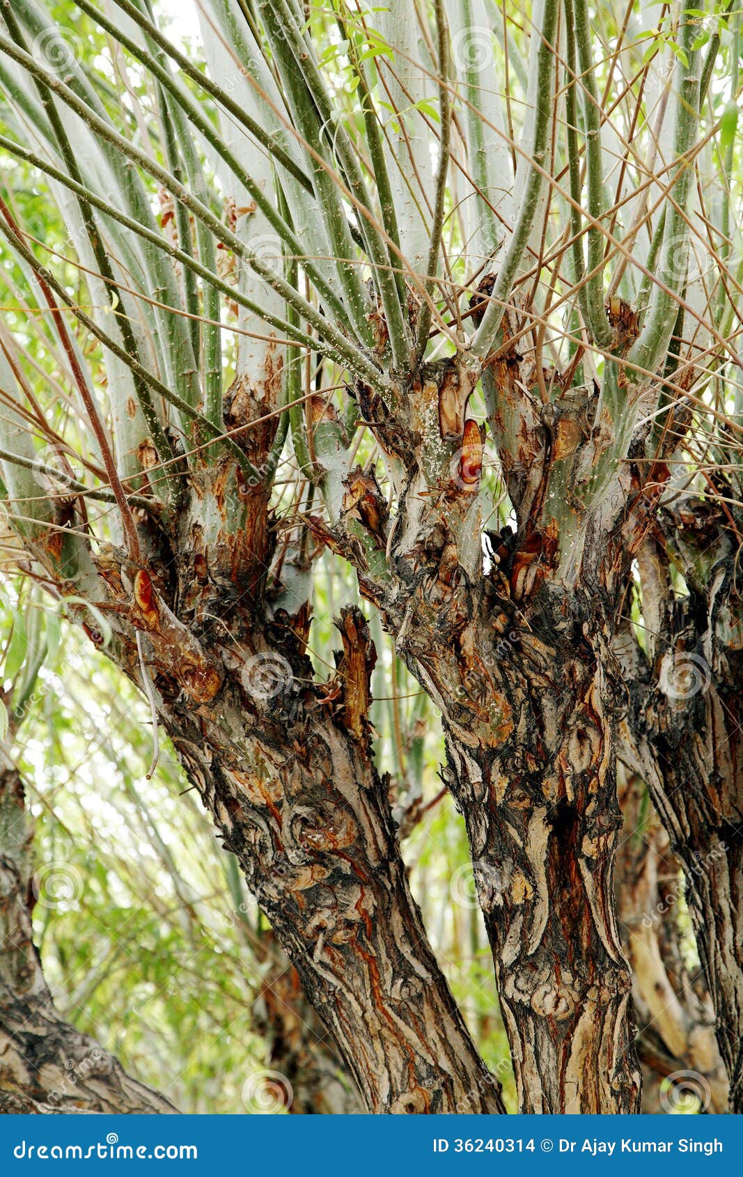 Tree with Fine Branches Emerging Out Direct from Trunk Stock Photo ...