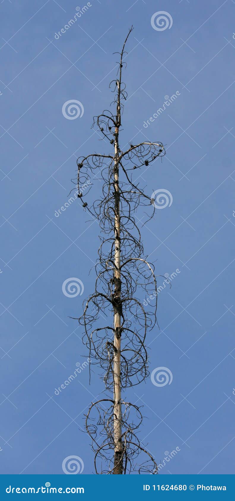 Tree after Fire stock photo. Image of british, kootenay - 11624680