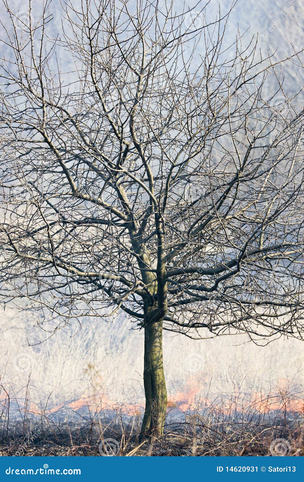 Tree on fire stock image. Image of devastation, firewood - 14620931