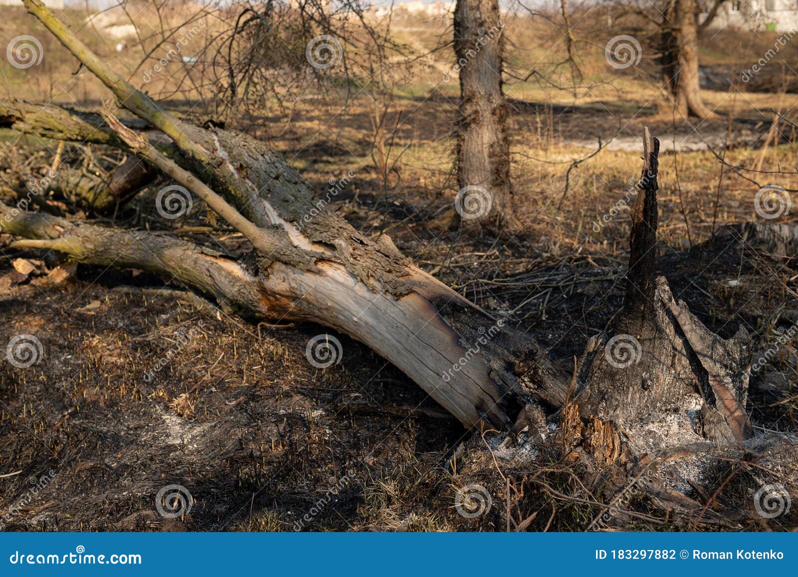 Tree after fire. Close up stock photo. Image of disaster - 183297882
