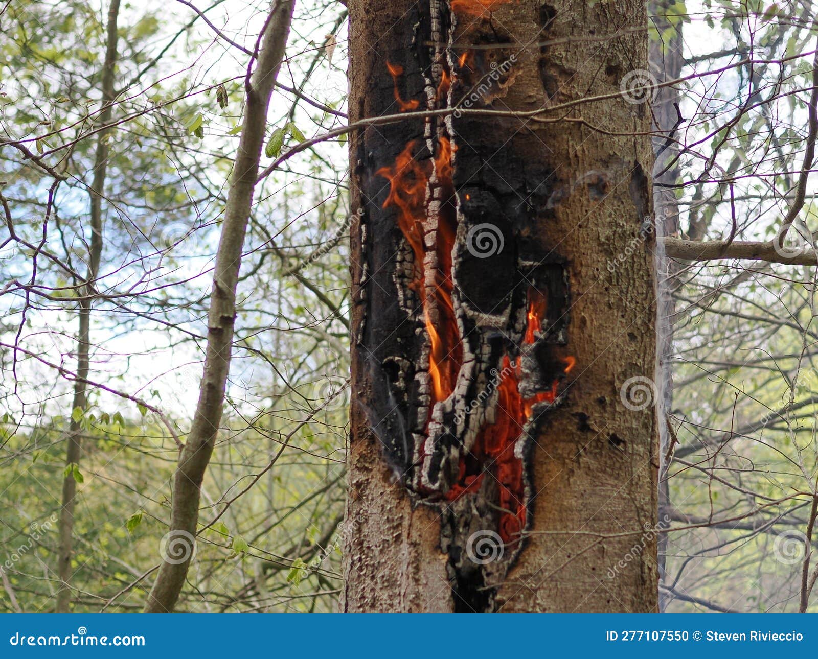 Tree on fire in forest stock photo. Image of flames - 277107550