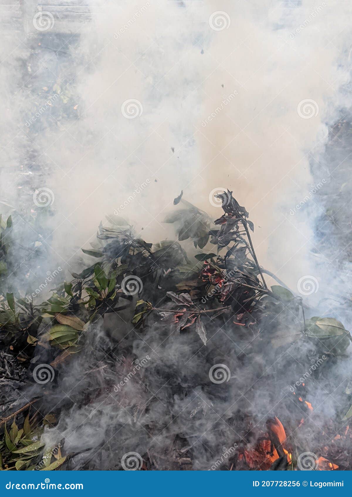 Tree on Fire, Forest Fire in Progress Stock Photo - Image of dark ...