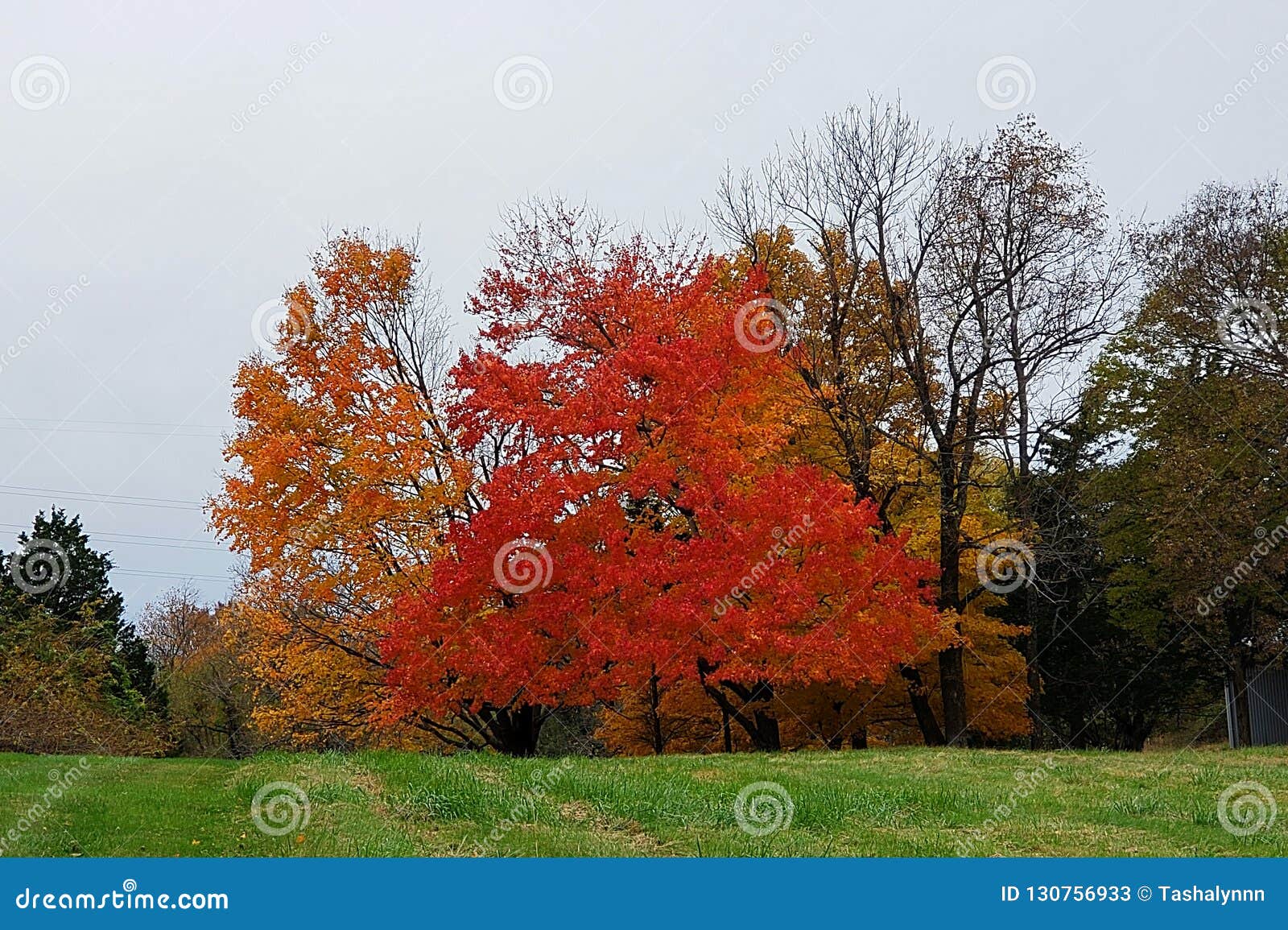Tree of fire stock image. Image of fall, fire, pretty - 130756933