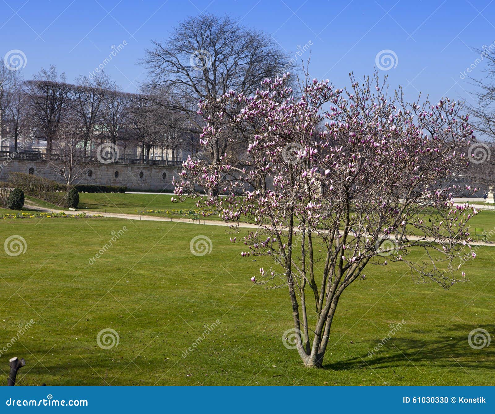 Tree with the First Spring Flowers in City Park. Paris Stock Photo ...