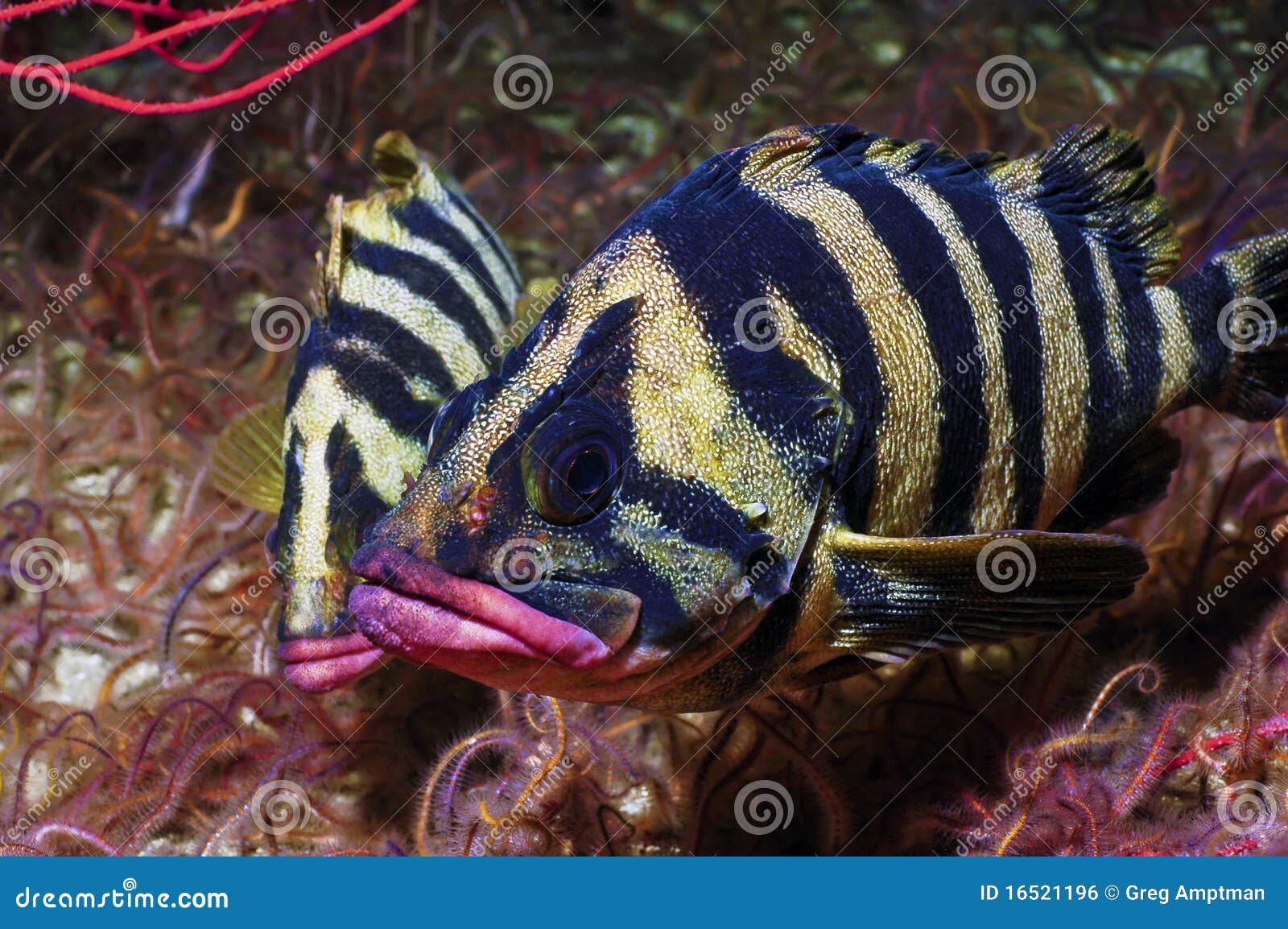 Tree Fish stock photo. Image of tree, world, underworld - 16521196