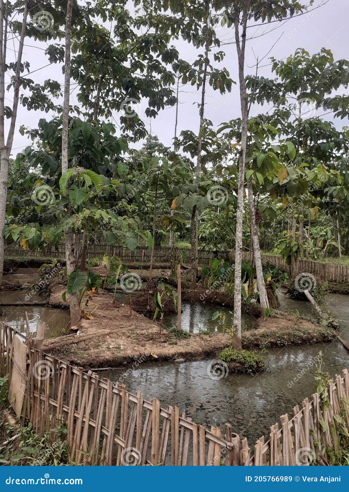 Tree and fish stock image. Image of bowl, nature, fish - 205766989