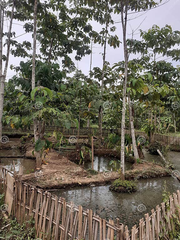 Tree and fish stock image. Image of bowl, nature, fish - 205766989