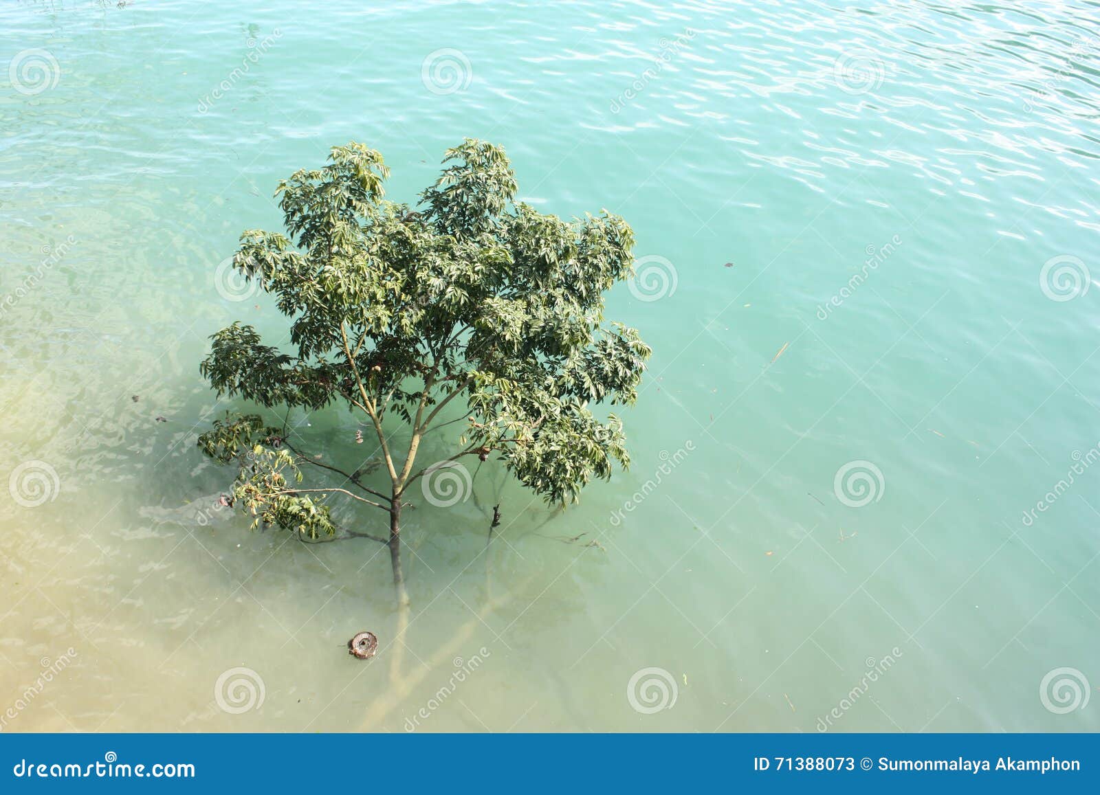 16,571 Tree Floating River Stock Photos - Free & Royalty-Free Stock ...