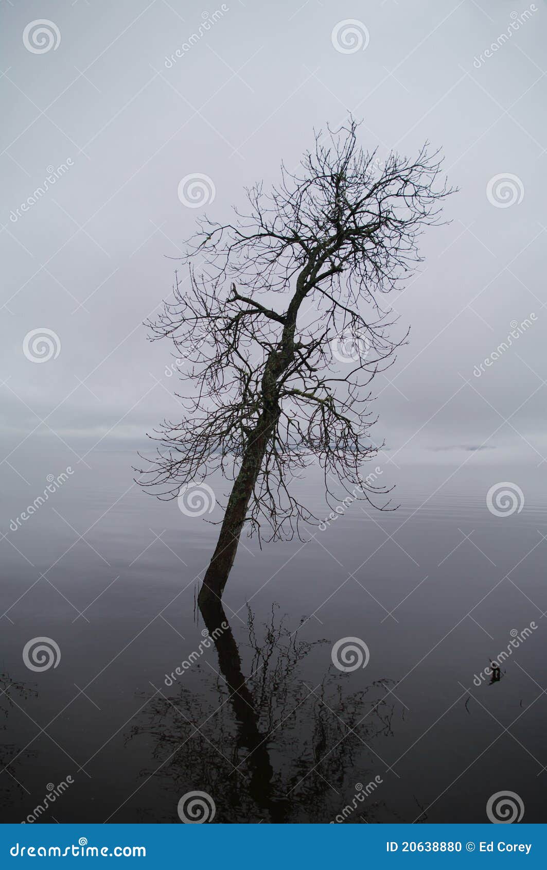Tree In The Flood Picture. Image: 20638880