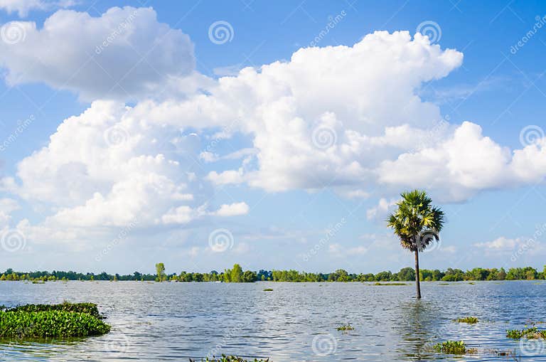 Tree flooded stock image. Image of timber, water, nature - 25810233