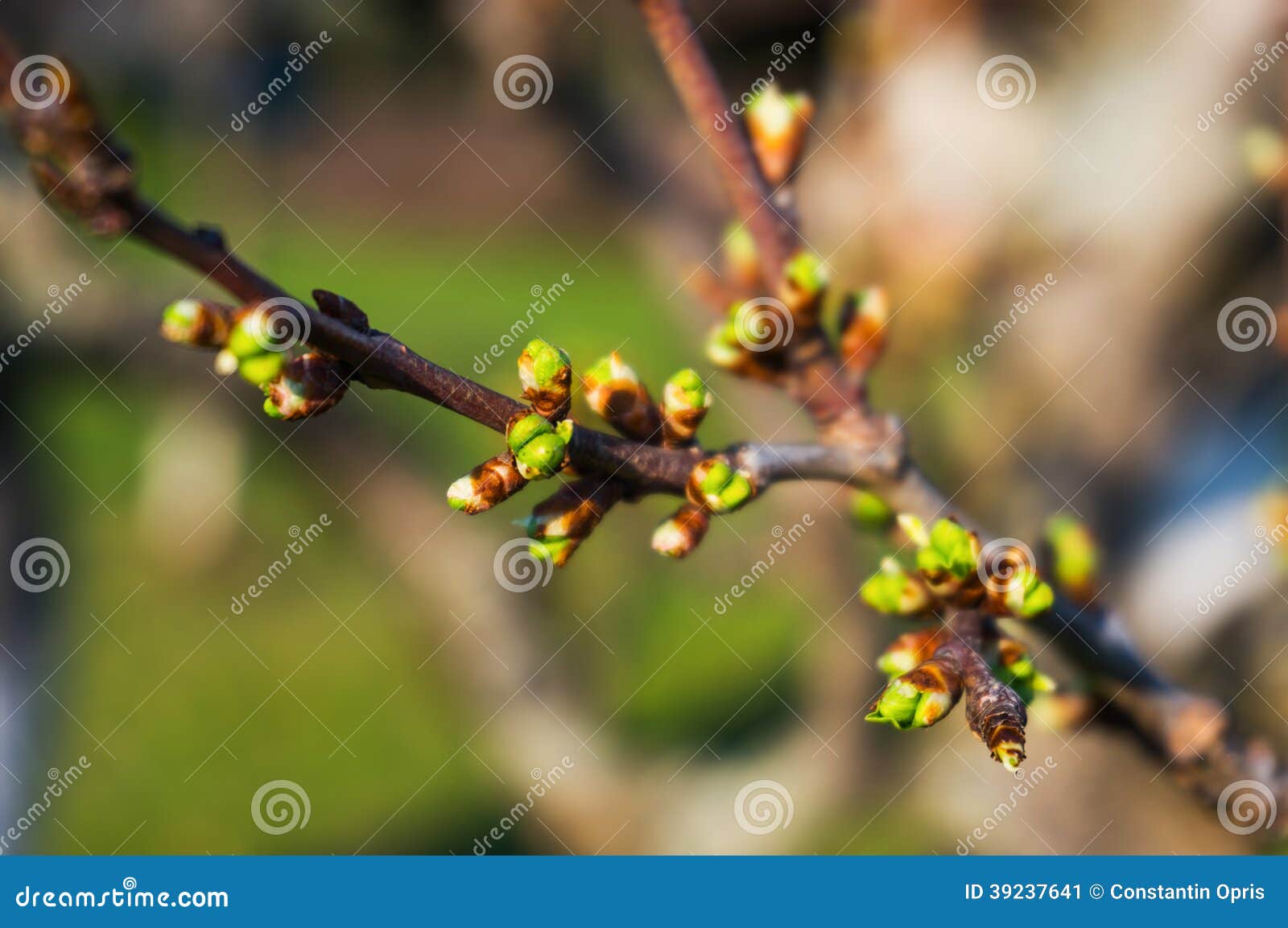 Tree flower buds stock image. Image of buds, bloomed - 39237641