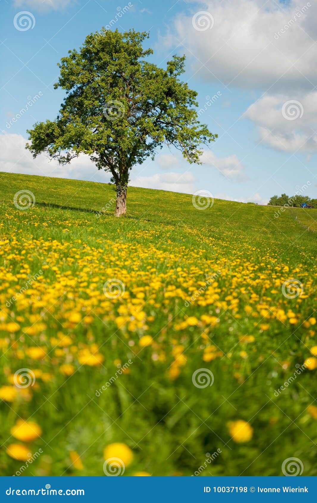 Tree in flower fields stock photo. Image of tree, clouds - 10037198