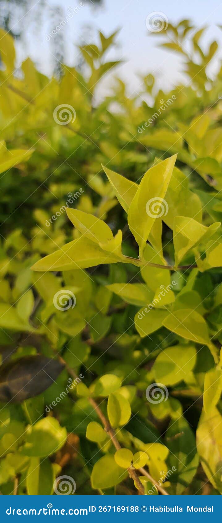 Tree flower grine stock photo. Image of plant, green - 267169188