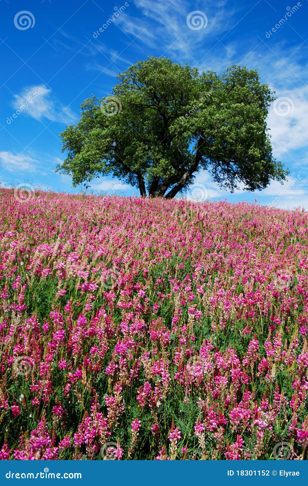 Tree and flowers stock photo. Image of horizon, fresh - 18301152