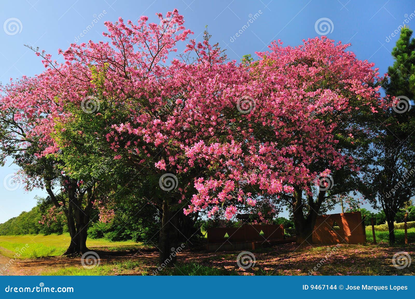 Tree and flowers stock photo. Image of pink, summer, brasilian - 9467144