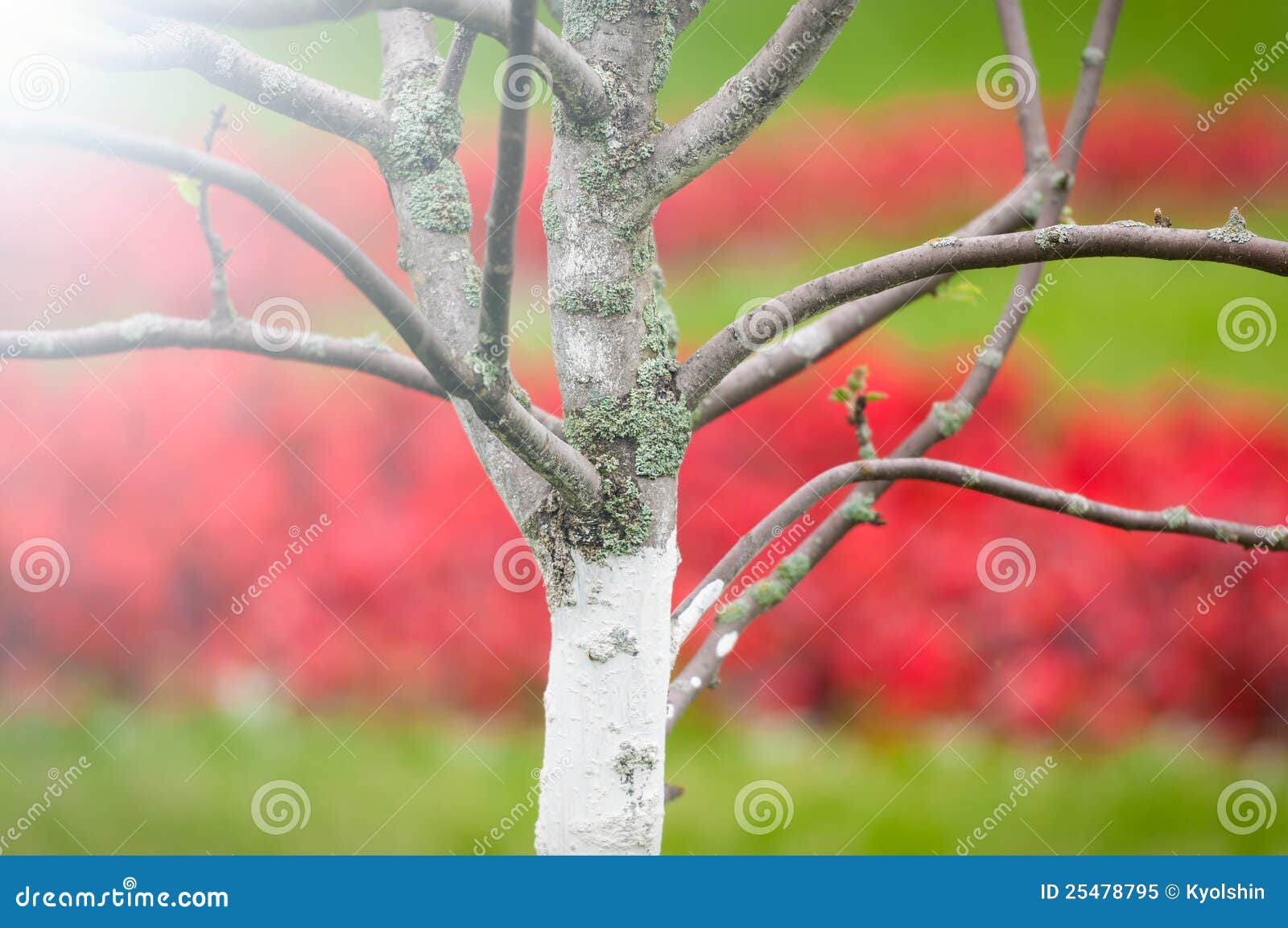Tree and Flowers in Background. Stock Image - Image of park ...