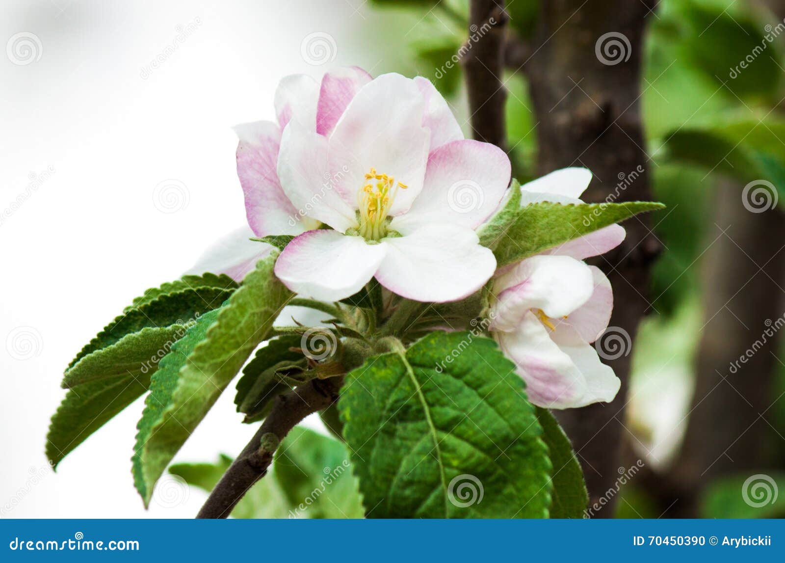 Tree Flowers in the Beginning of Spring Stock Photo - Image of blossom ...