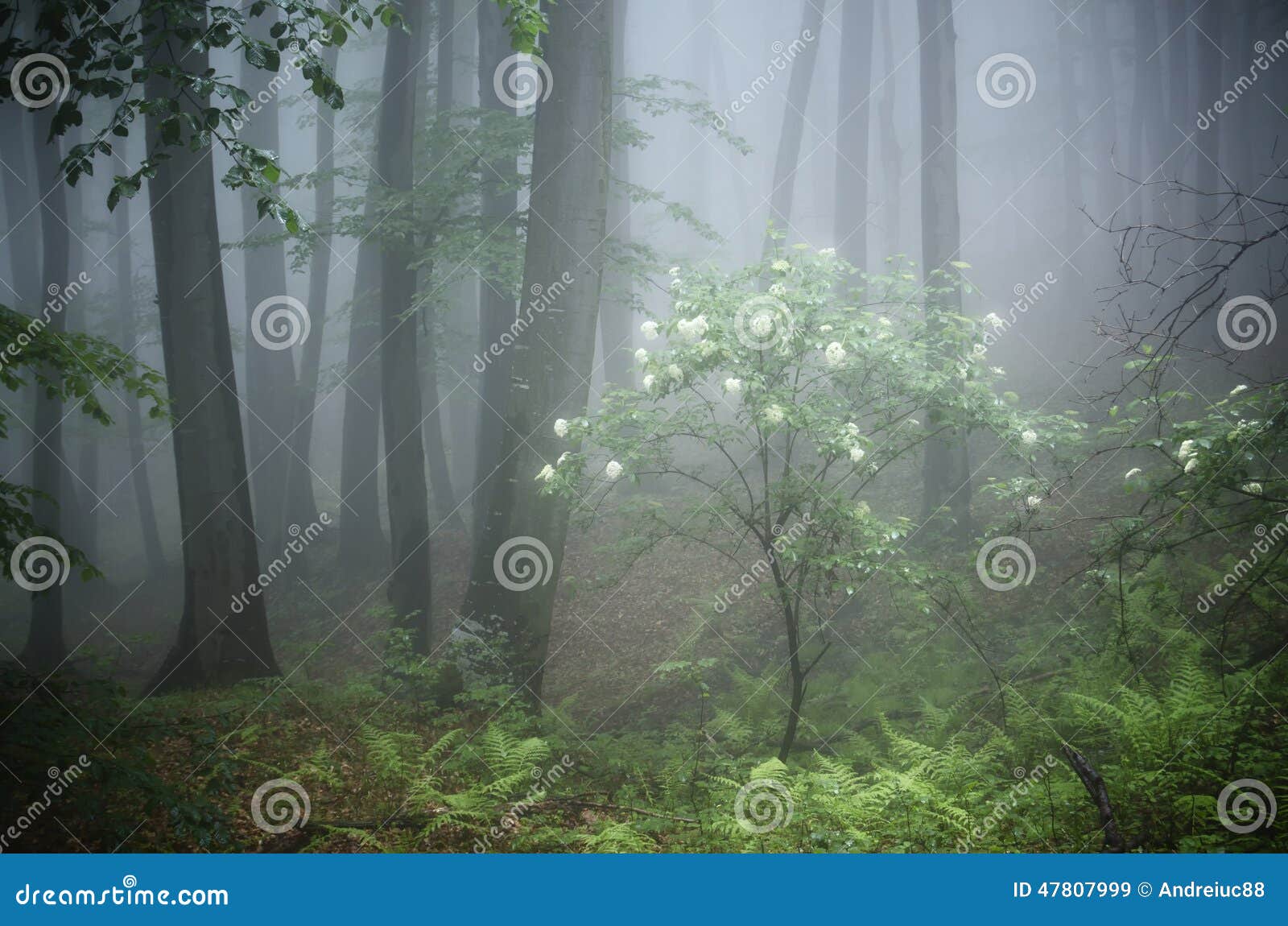 Tree with Flowers in Bloom in Forest with Fog Stock Image - Image of ...