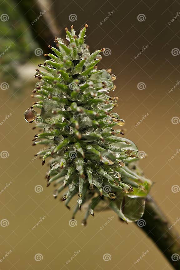 Tree Flowers. Caspian Willow Stock Image - Image of flower, blossom ...