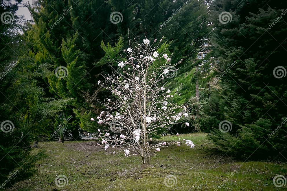 Tree with Flowers among Conifers in Spring Stock Photo - Image of ...