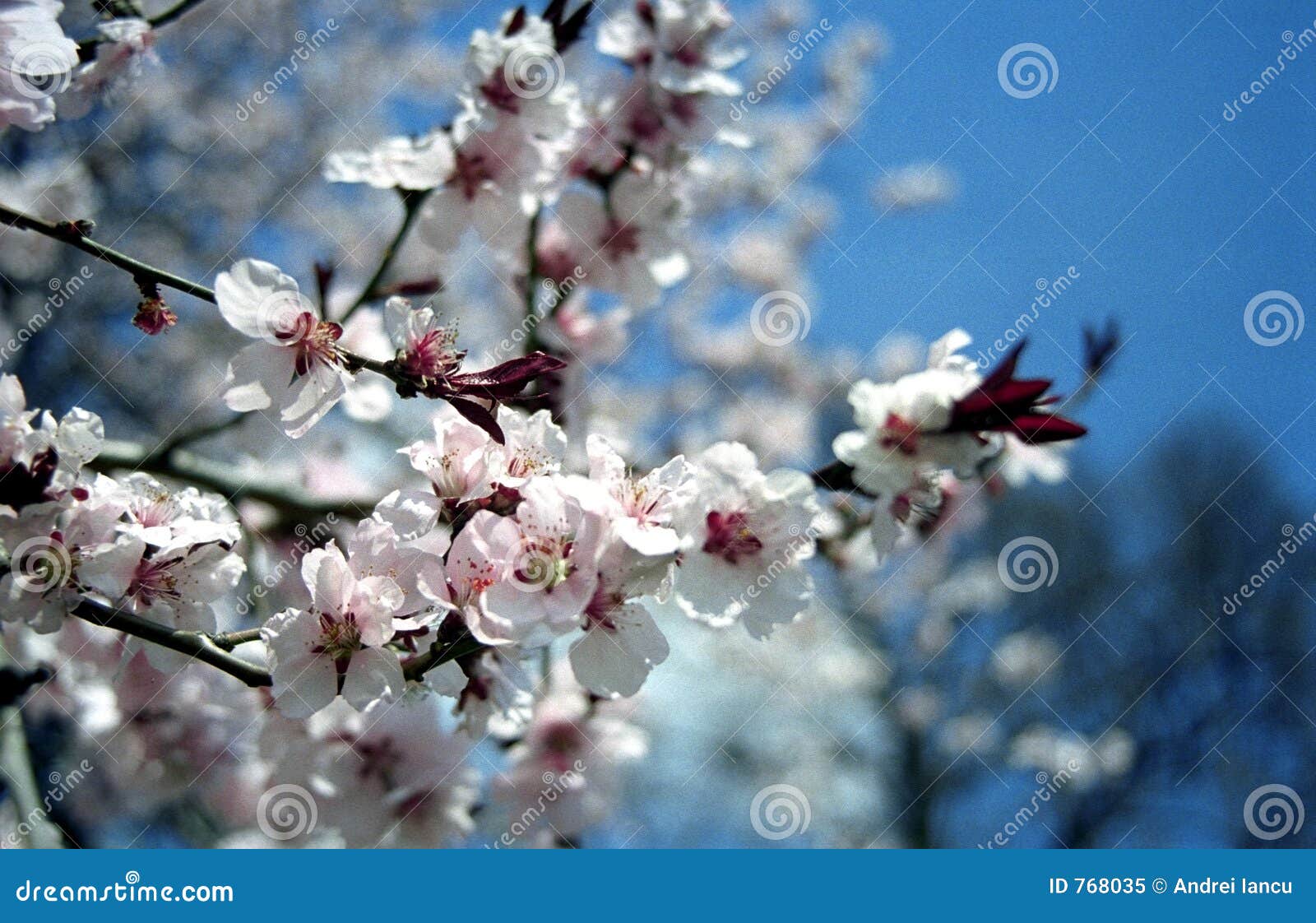 Tree flowers detail stock image. Image of deep, spring - 768035