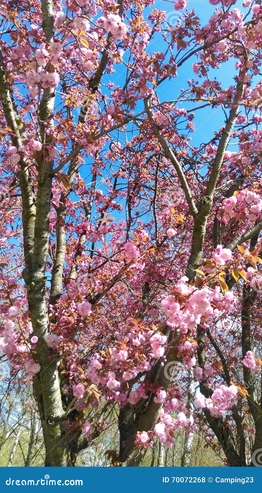 Tree flowers. stock photo. Image of blossom, outdoors - 70072268