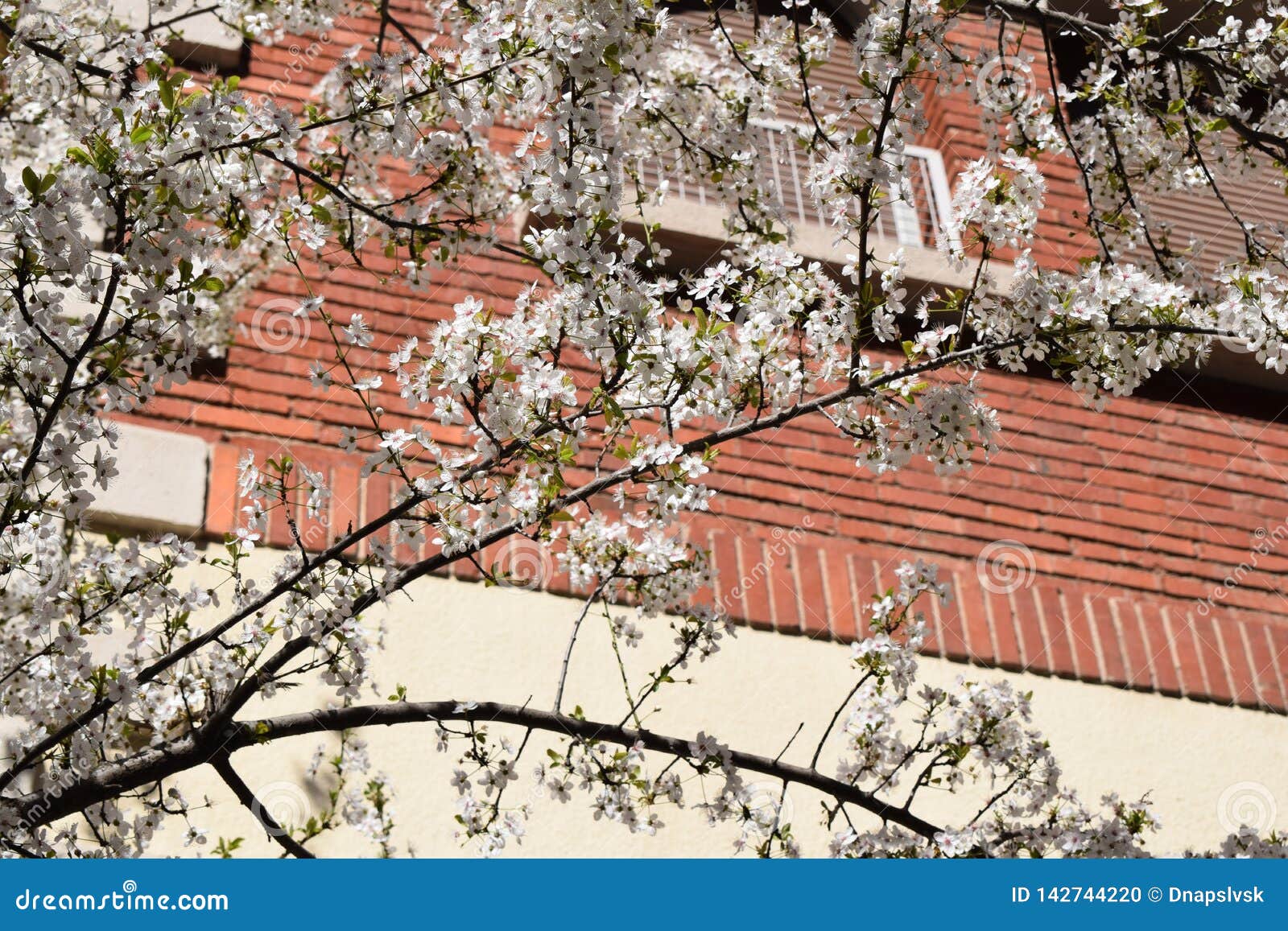 Tree with Flowers in Spring with a Brick Wall Stock Photo - Image of ...