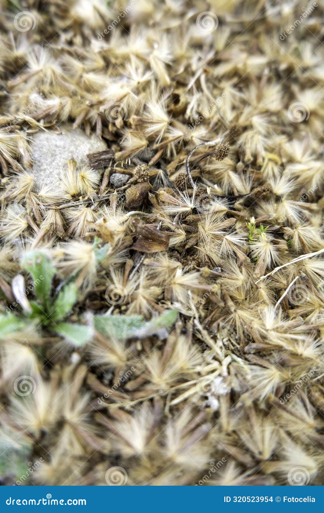 Tree fluff on the ground stock photo. Image of allergy - 320523954
