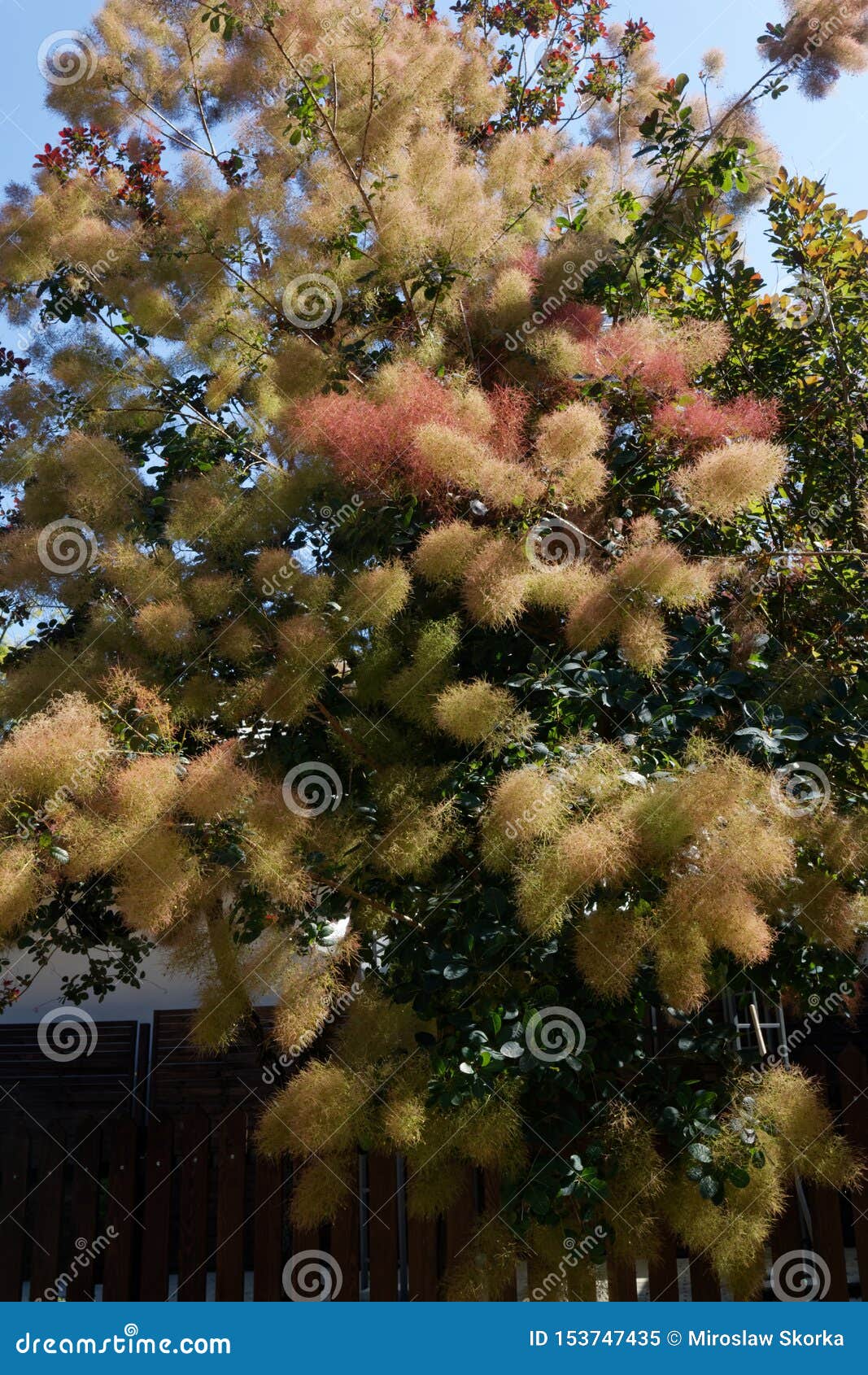 A tree with fluffy blossom stock image. Image of kazimierz - 153747435