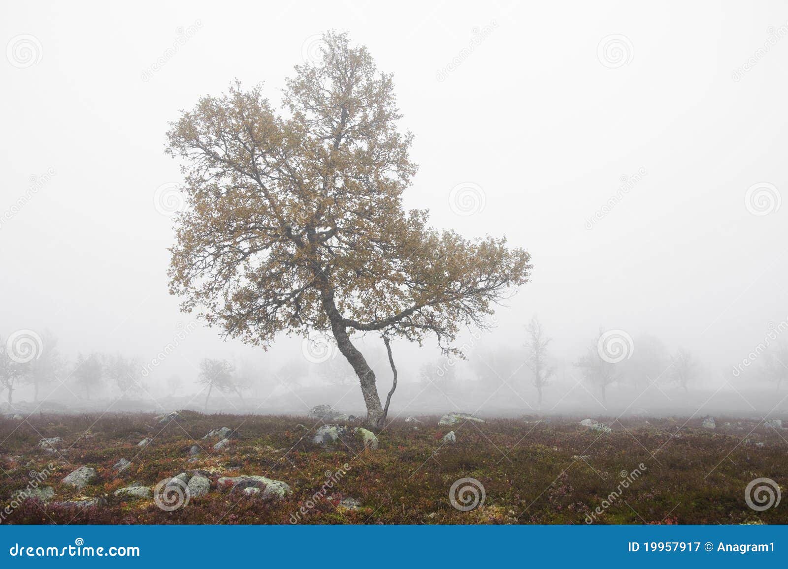 Tree in fog stock image. Image of people, autumn, mist - 19957917