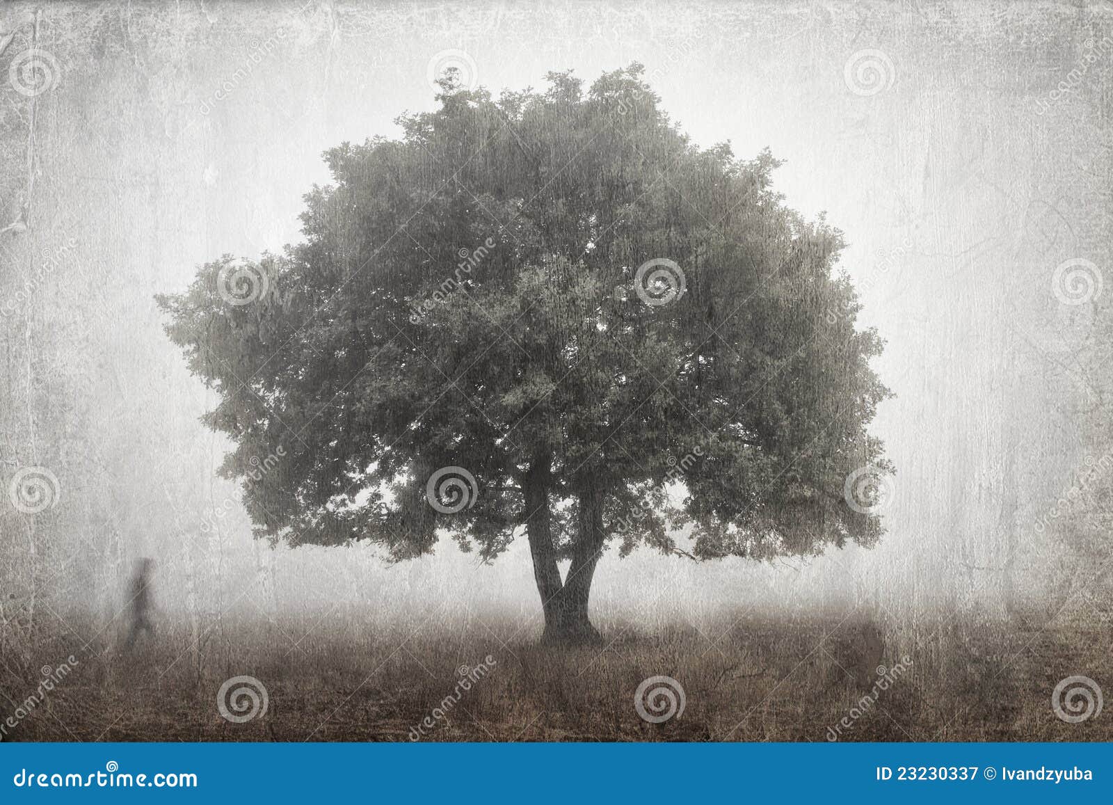 Tree in a fog stock image. Image of colorful, dawn, mystery - 23230337