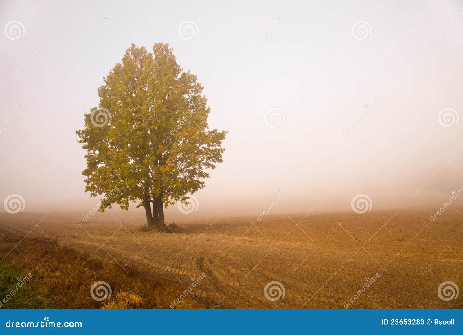 Tree in a fog stock image. Image of haze, colors, autumn - 23653283