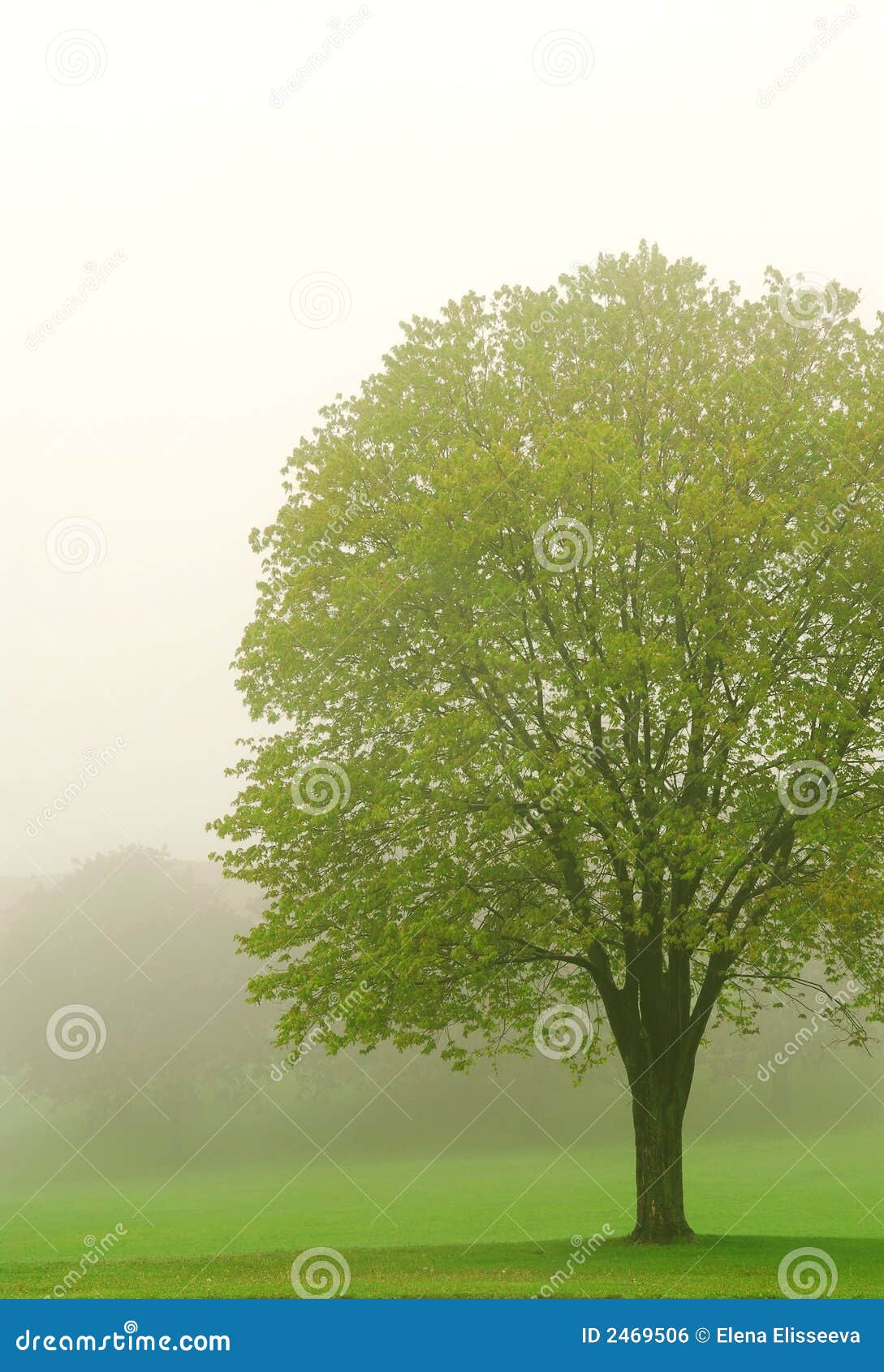 Tree in fog stock photo. Image of natural, grass, mystical - 2469506