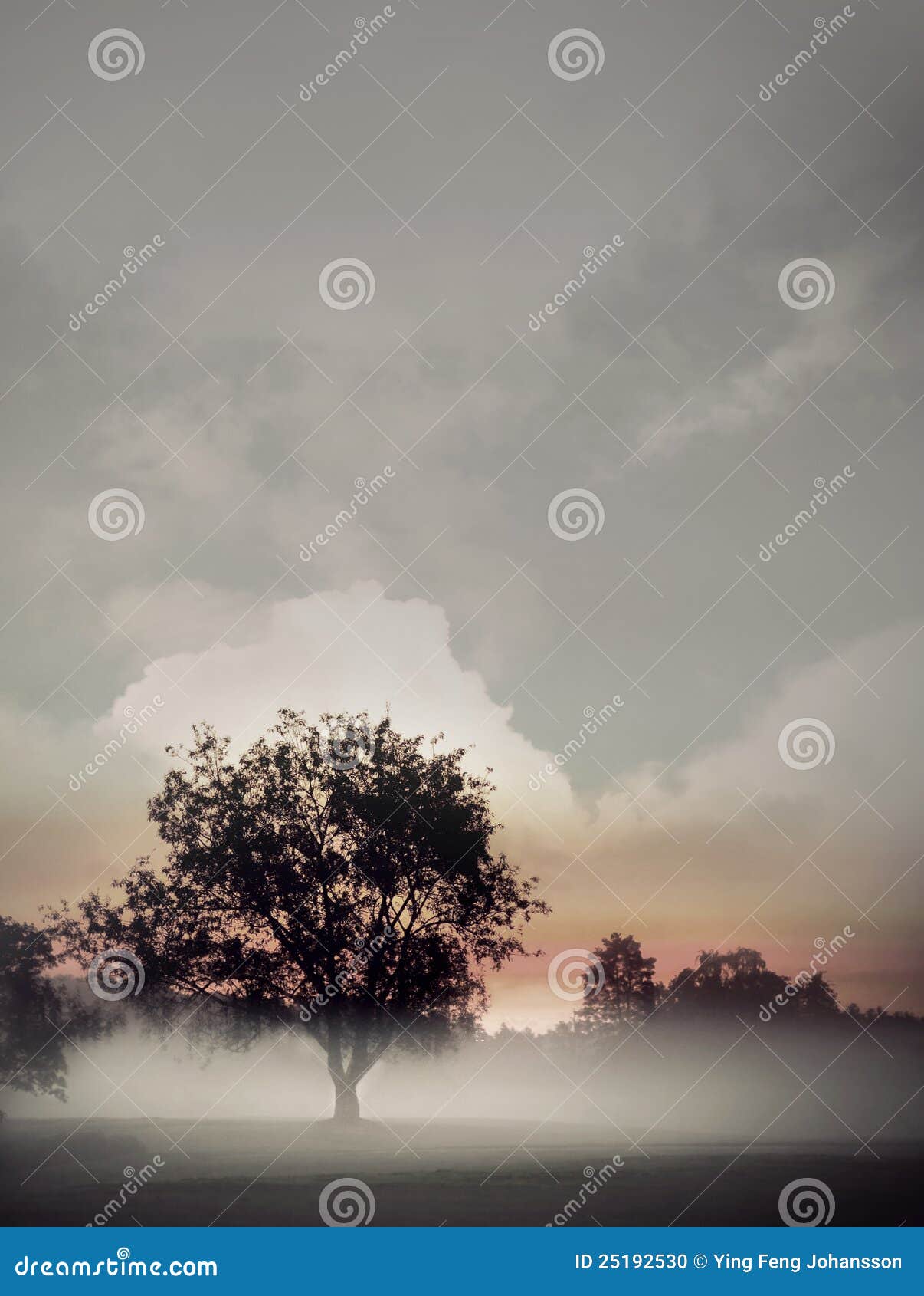 Tree in fog stock photo. Image of nature, rural, countryside - 25192530