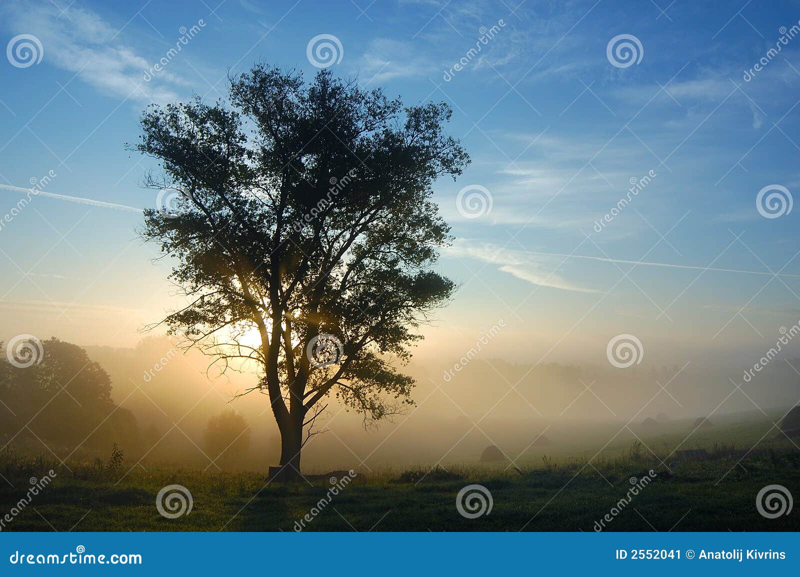 A tree is in fog stock image. Image of leaves, lighting - 2552041