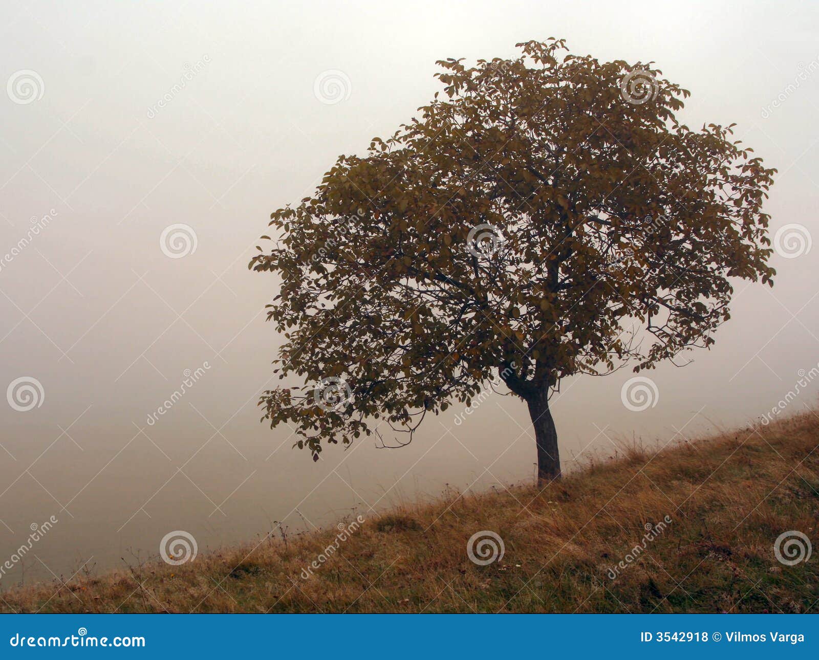 Tree in fog stock photo. Image of cool, blur, magic, melancholy - 3542918