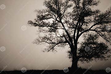 Tree in fog stock image. Image of alone, morning, plant - 4180323
