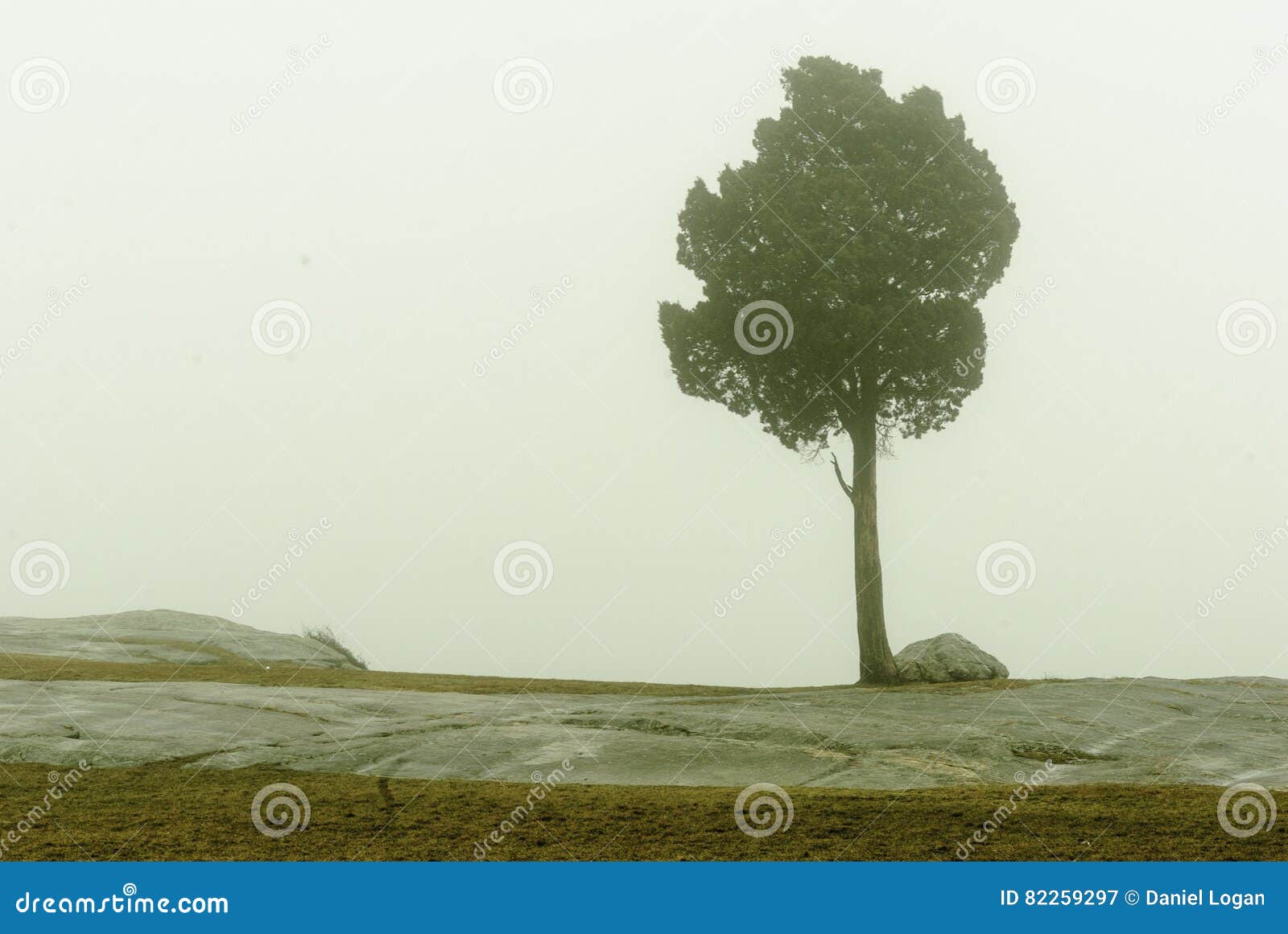 Tree in fog stock image. Image of acushnet, tree, sign - 82259297