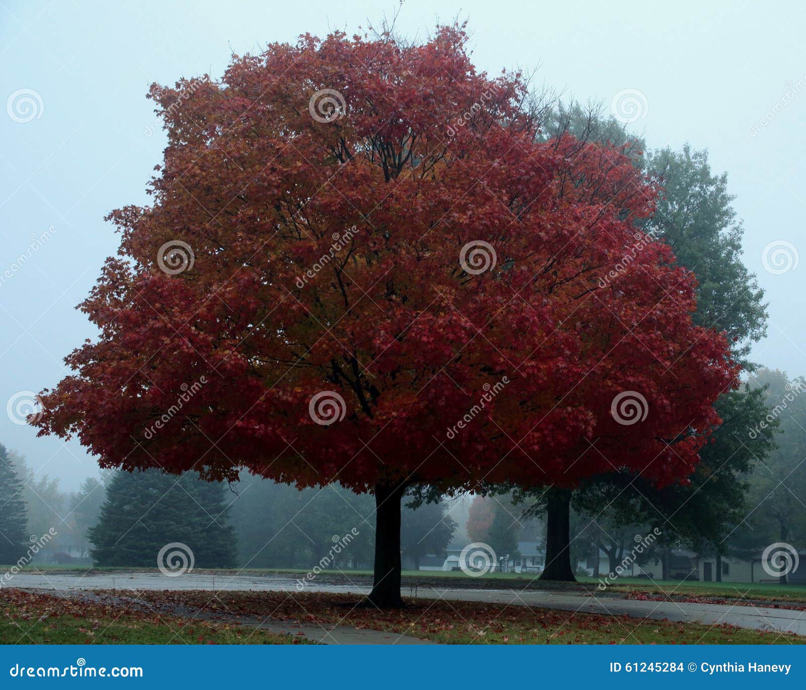 Tree in fog on Autumn day stock photo. Image of autumn - 61245284