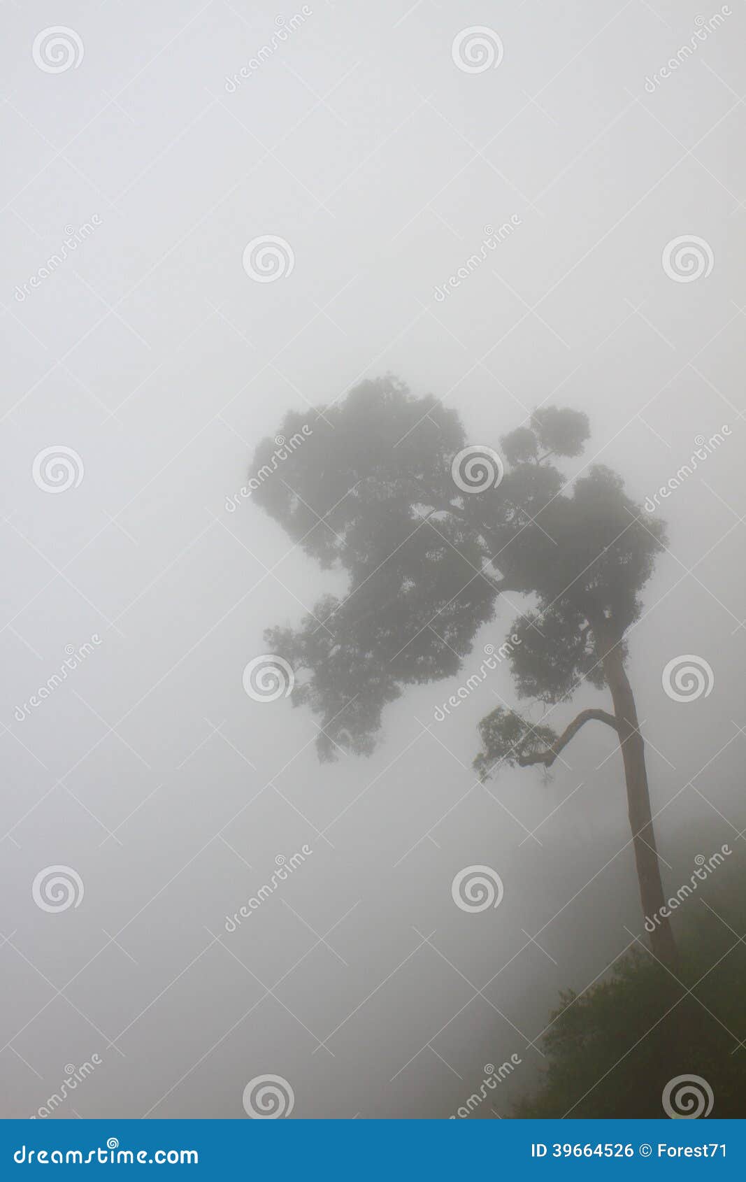 Tree in a fog stock photo. Image of illusion, branch - 39664526
