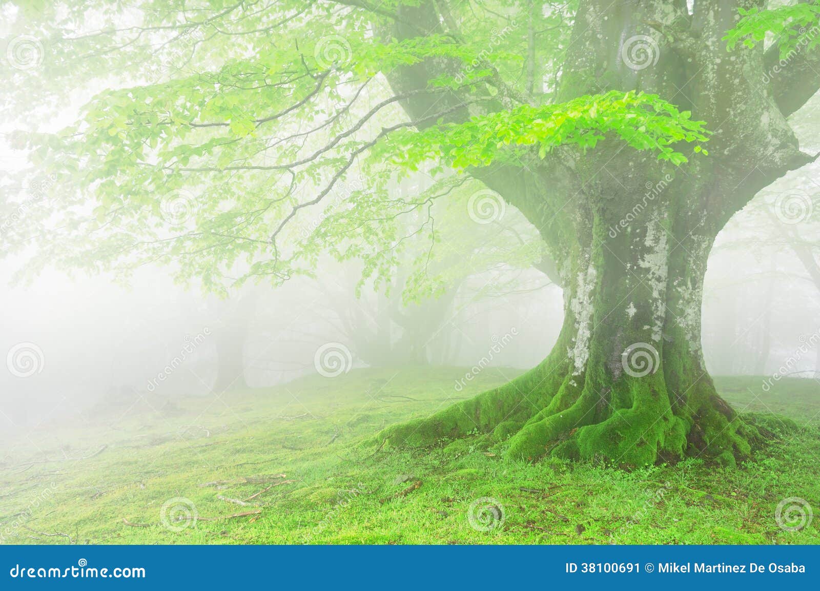 Tree with Fog and Beautiful Light on Spring Stock Image - Image of ...