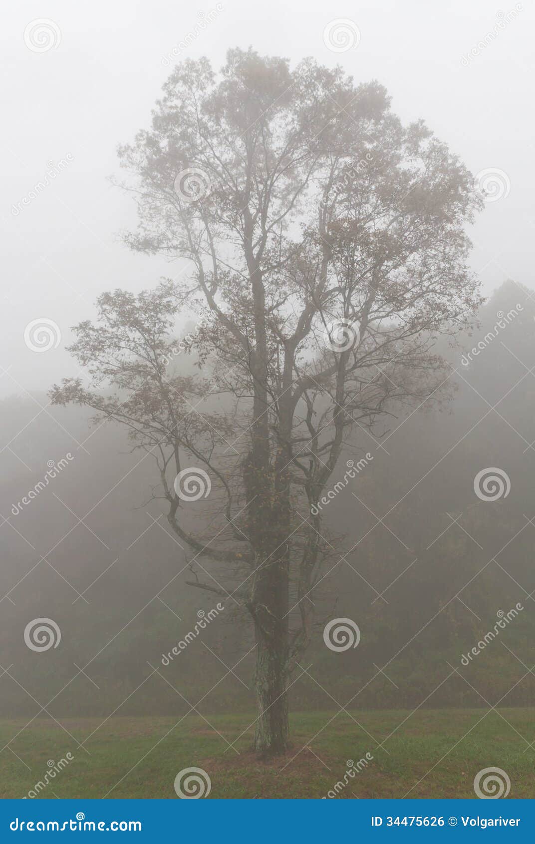 The tree in the fog stock photo. Image of lonely, forest - 34475626