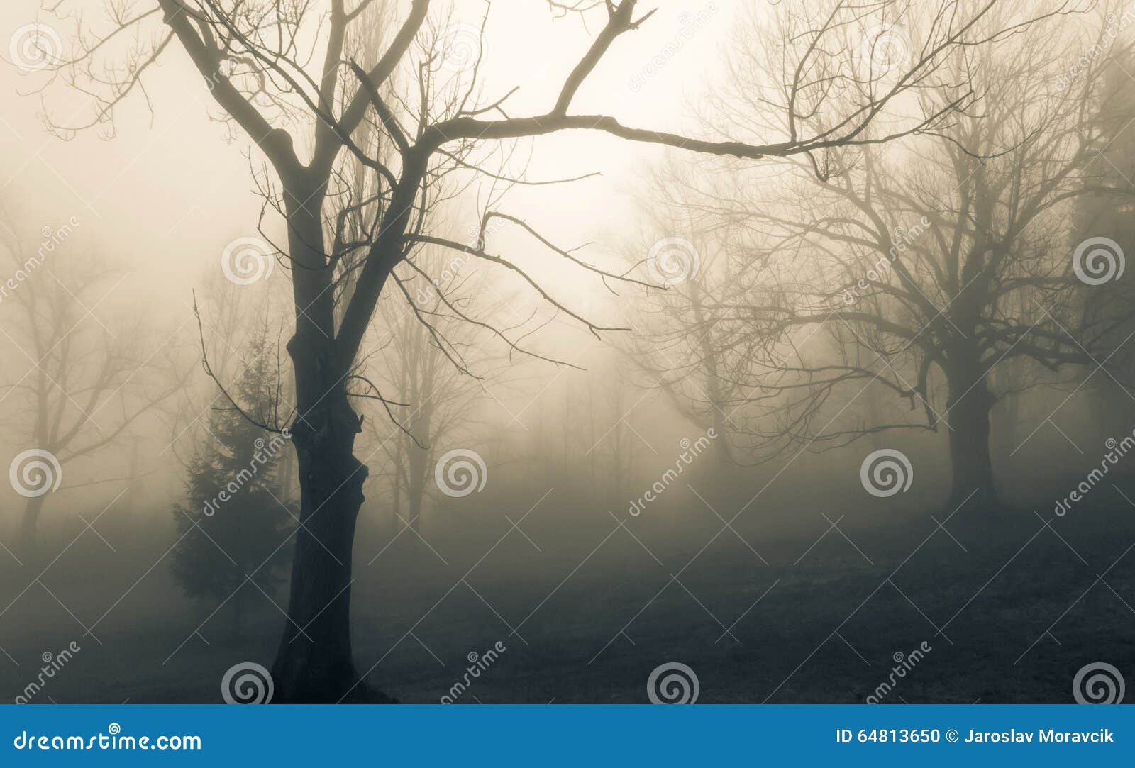 Tree in fog stock photo. Image of view, wood, dark, forest - 64813650