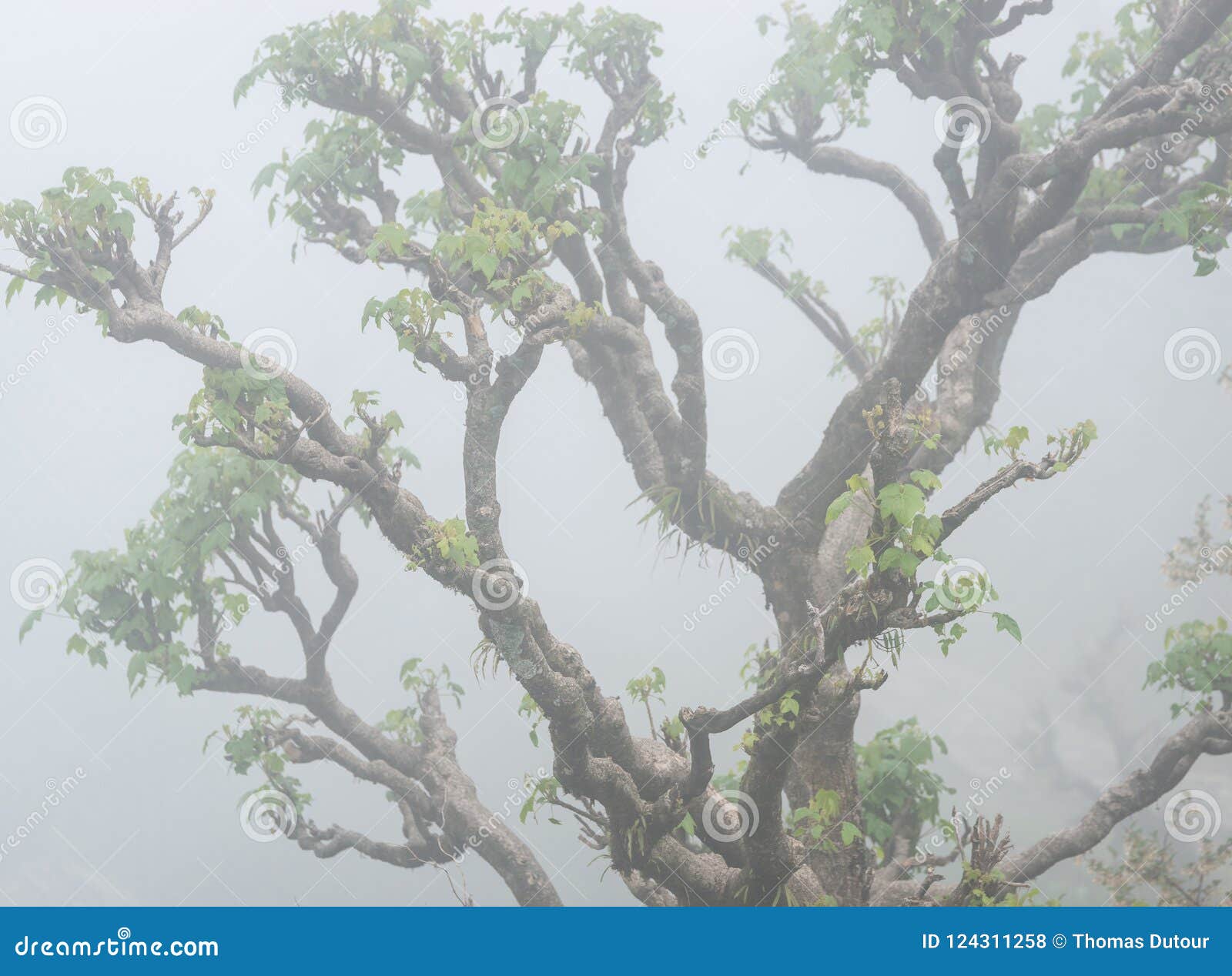 Tree in fog stock photo. Image of atmosphere, closeup - 124311258